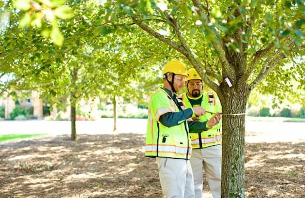 Everything You Need to Know About Tree Risk Assessments - Sherlocks.com ...