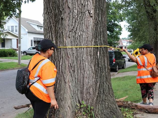 Everything You Need to Know About Tree Risk Assessments - Sherlocks.com ...