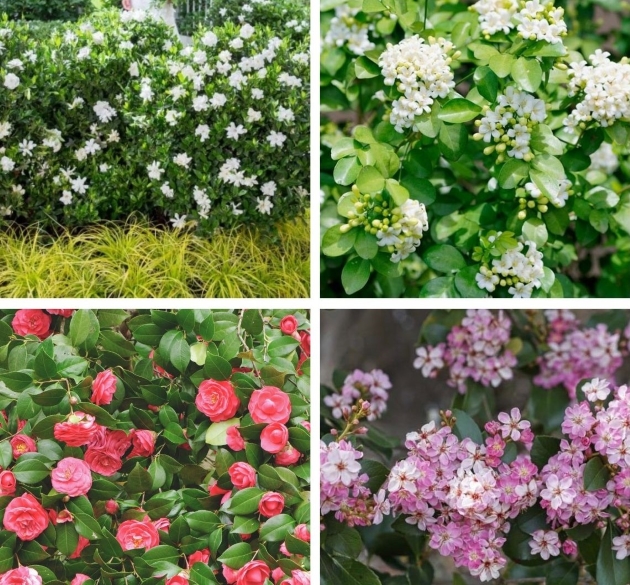 Discover 5 Australian Shrubs for a Lush Garden - Sherlocks.com.au Blog